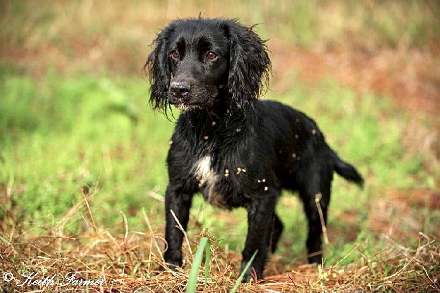 Welcome [tremblinearthkennel.com]